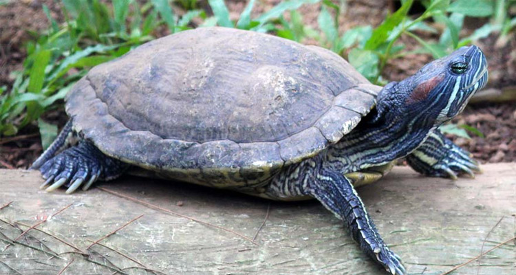 Pilikula Biological Park Mangalore (Timings, Entry Fee, Safari, Images ...